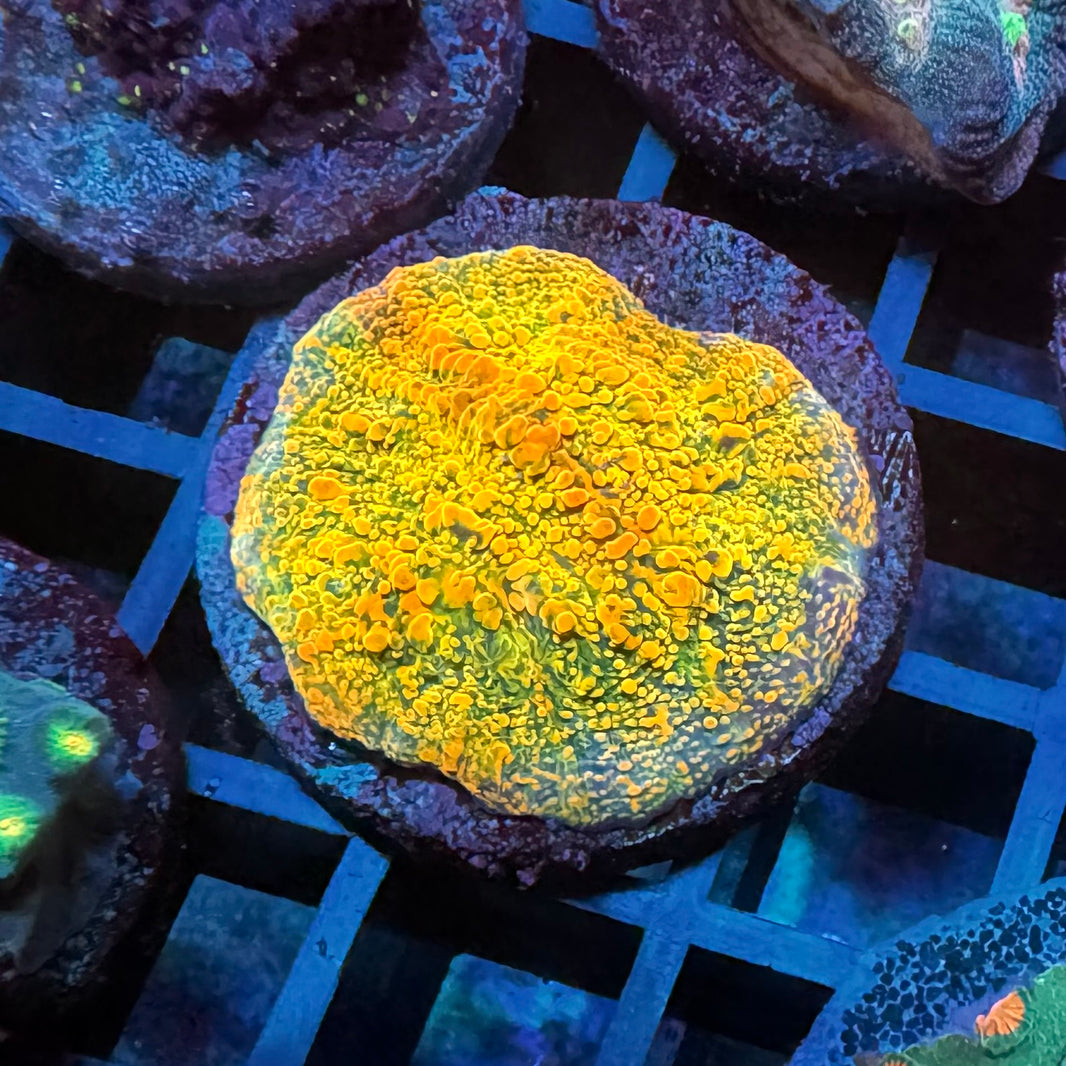 Dreamreef corals