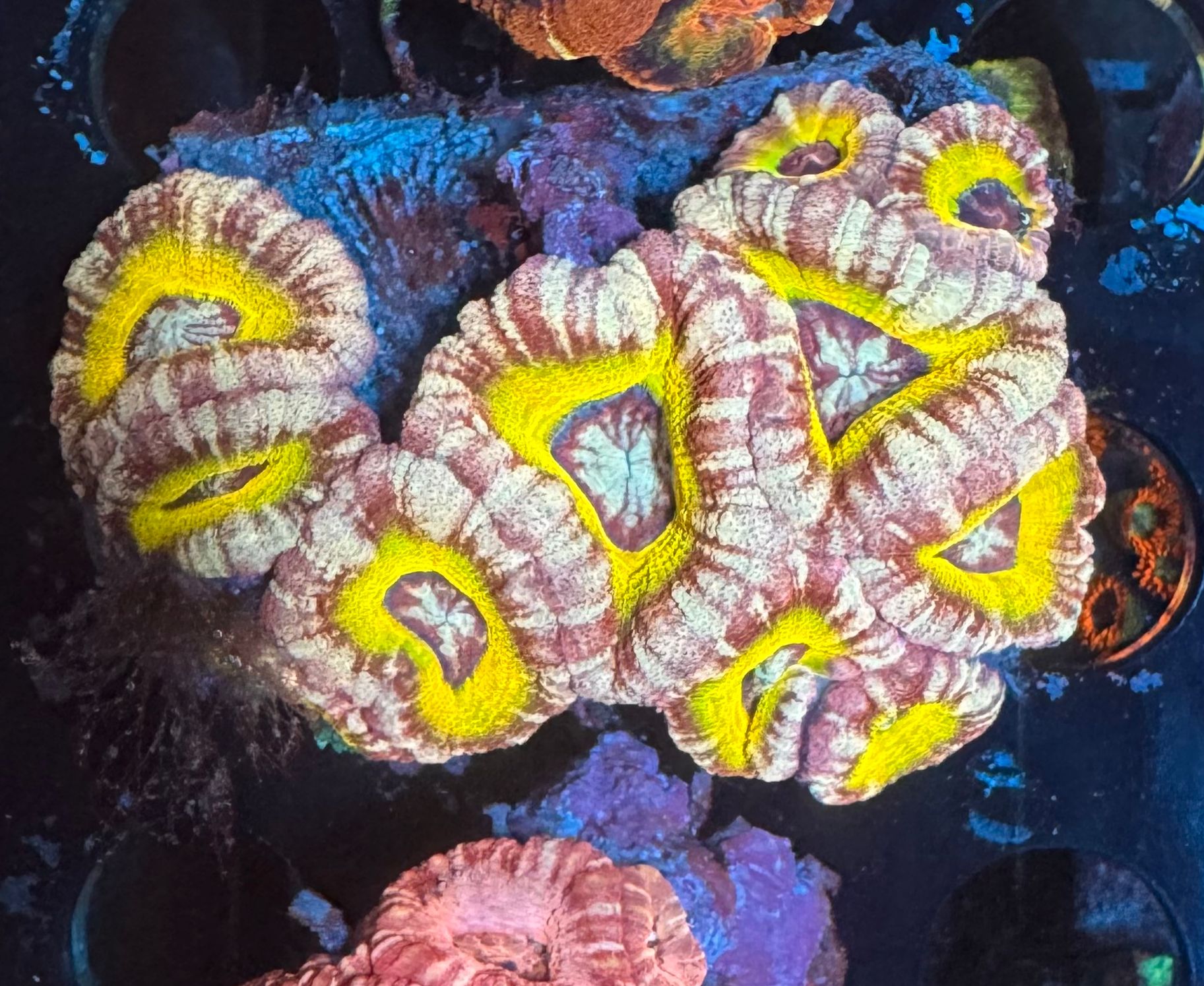Golden Master Acan – Dreamreef corals