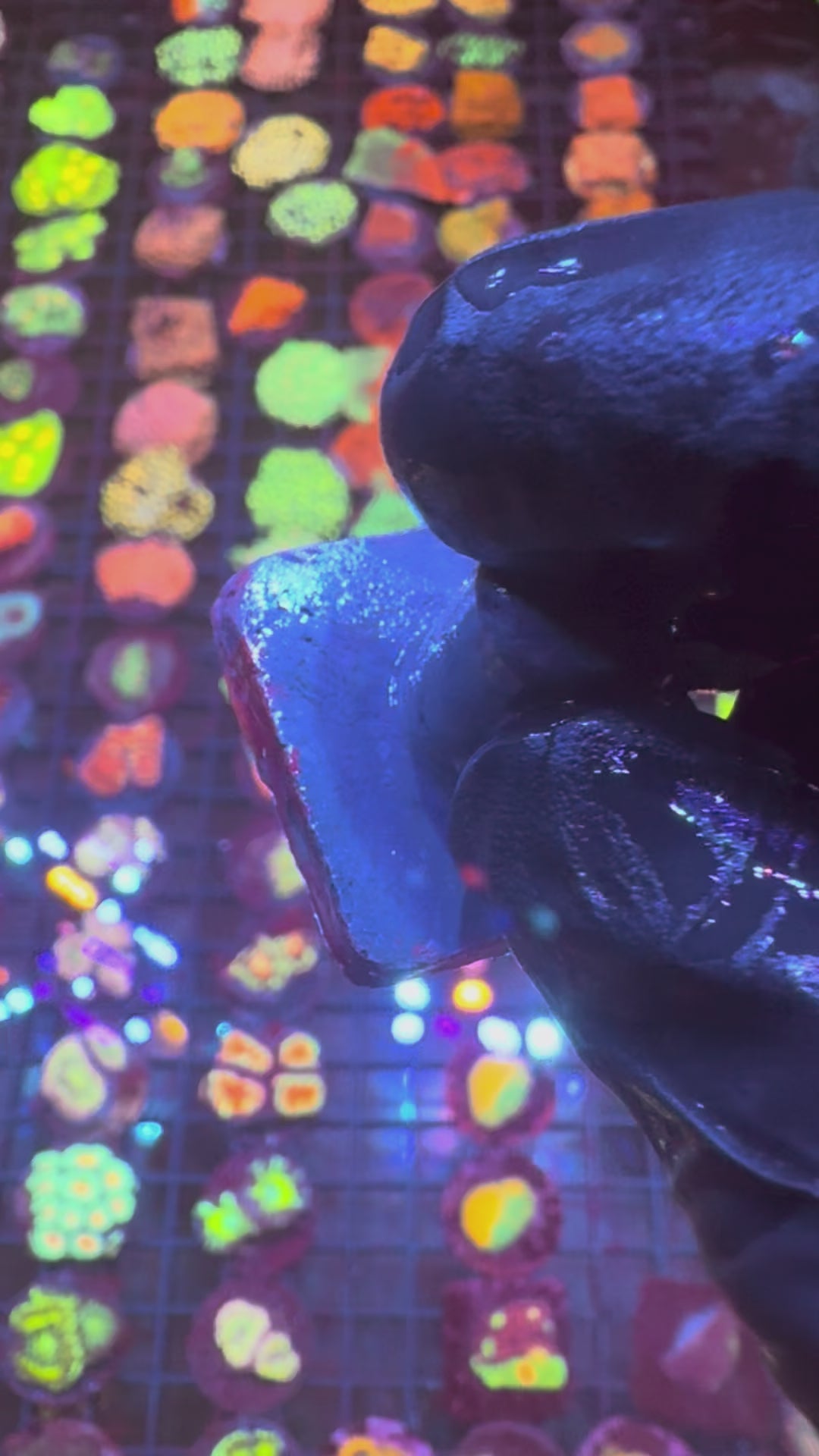 Dreamreef corals